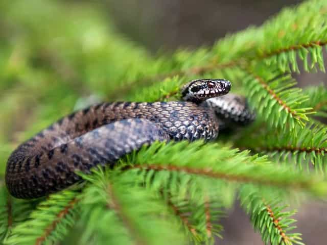 Vipera: ecco come riconoscerla
