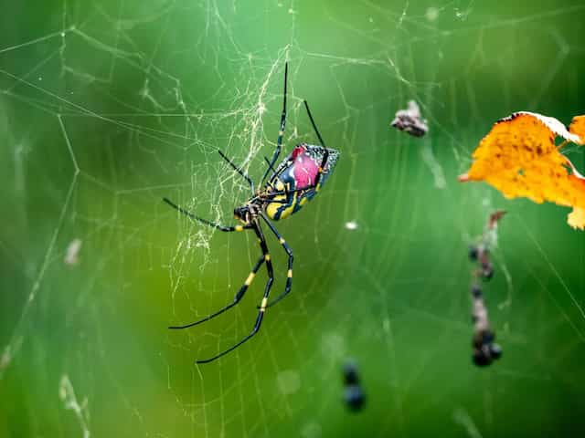 Invasione Di Joro Spider Negli Stati Uniti