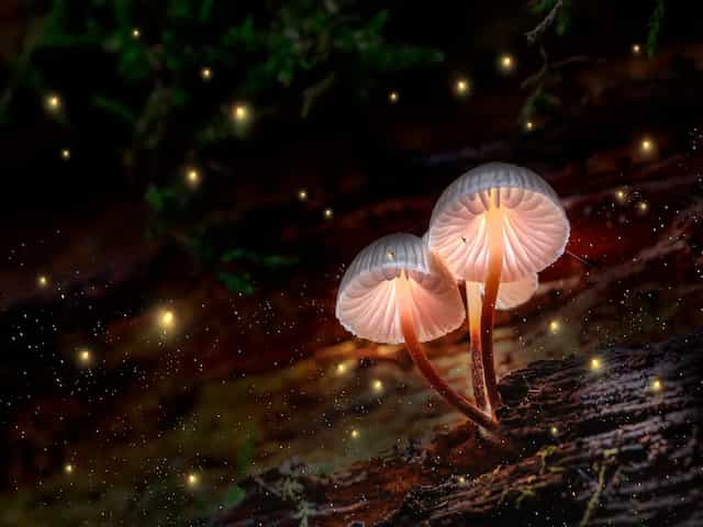 Come si attiva la luce delle lucciole?