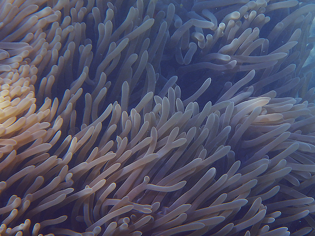 Anemoni, il mistero delle formiche trovate nei loro stomaci