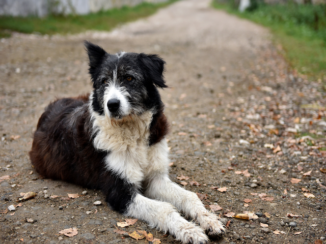 Anche i cani randagi capiscono le indicazioni dell’uomo