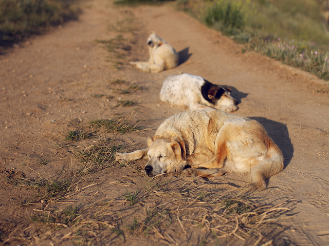 Quanti cani randagi ci sono in Italia?
