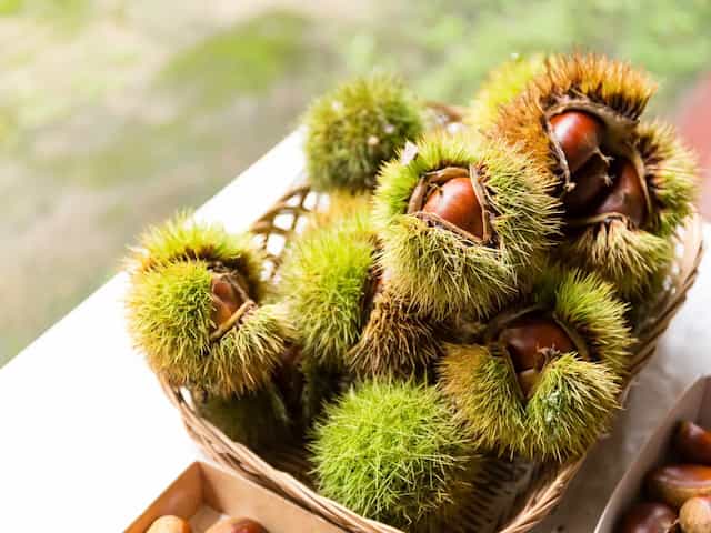 Come funziona la raccolta delle castagne?