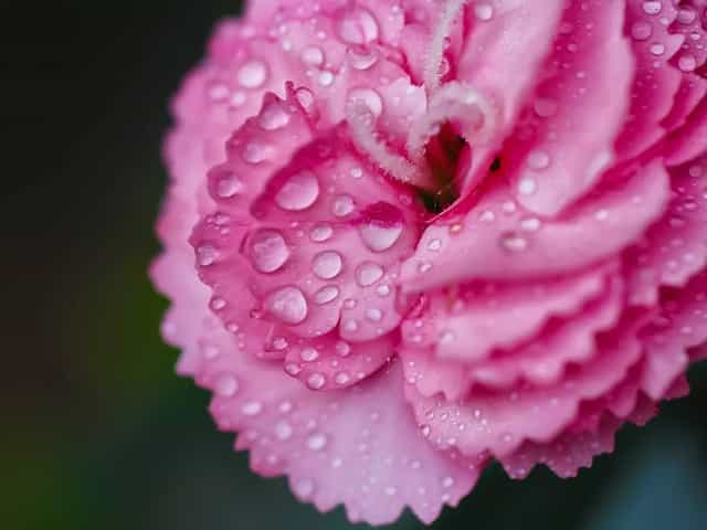 Quando e come si forma la rugiada?