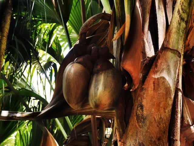 Olio di babassu, cos'è e quali sono i suoi utilizzi