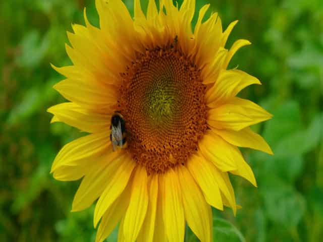 Il polline del girasole elimina i parassiti dei bombi