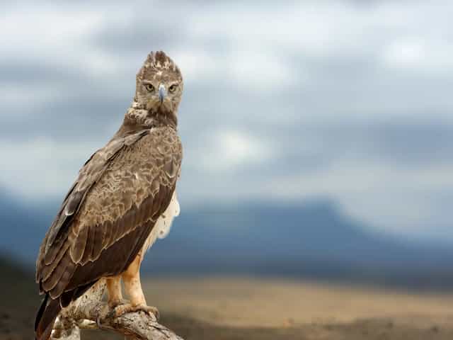 Rapaci in Africa, un pericoloso declino