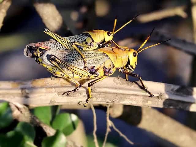 Cicale, in America potrebbe arrivare uno sciame enorme