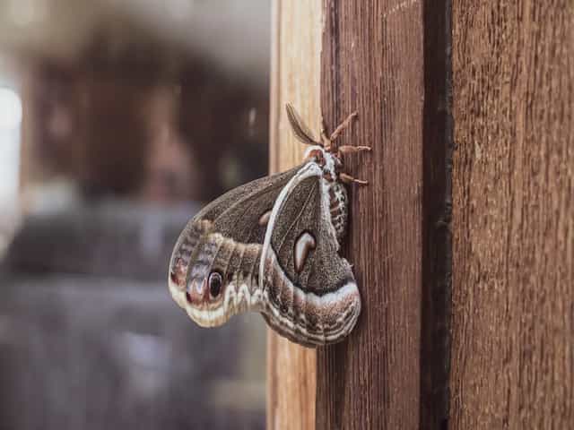 Le falene sono attratte dalla luce, cosa dice la scienza