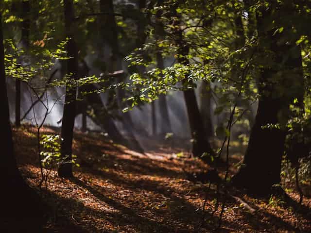 "Il Bosco”, la bellissima poesia di Giovanni Pascoli
