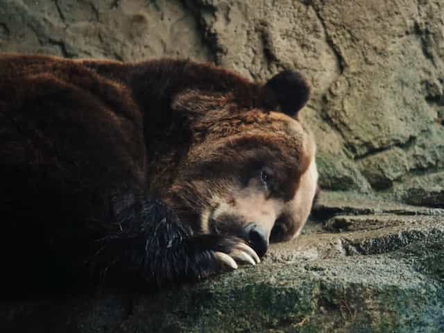 Quali animali vanno in letargo?