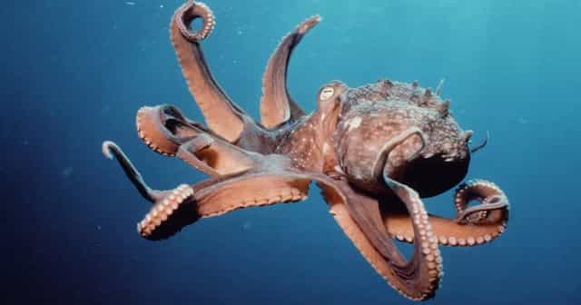 Qual è la differenza tra polpo e polipo? - inNaturale