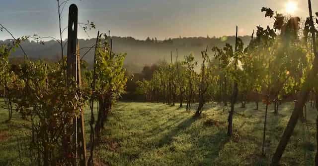 Dove scorre il vino del Ticino - inNaturale