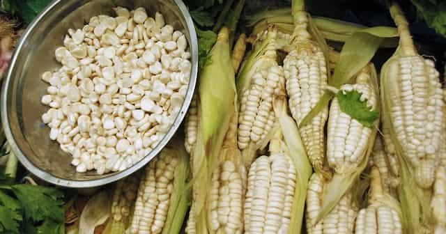 Choclo: il mais peruviano è bianco e gigante - inNaturale