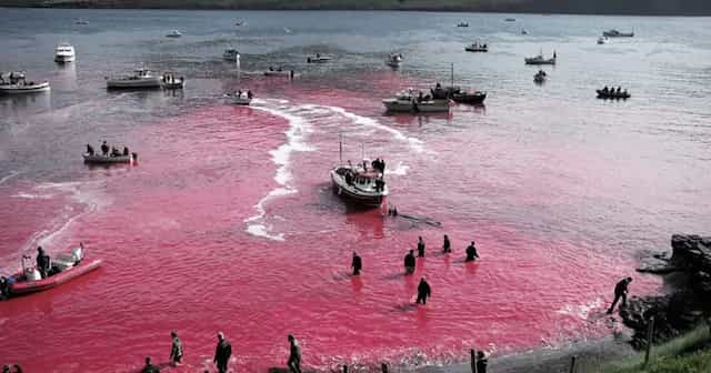 La mattanza delle balene nelle isole Faroe - inNaturale