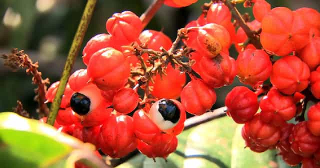 Cos'è il guaranà, la bevanda energetica dal Brasile - inNaturale