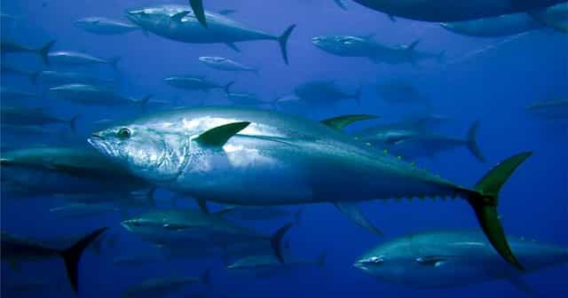 Tonno alalunga Vs tonno pinna gialla - inNaturale
