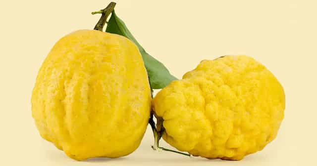 Cedro un concentrato di proprietà e sapore - inNaturale