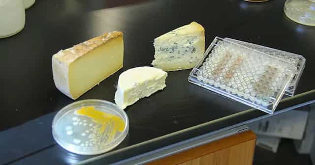 I segreti del formaggio svelati da uno scienziato - inNaturale