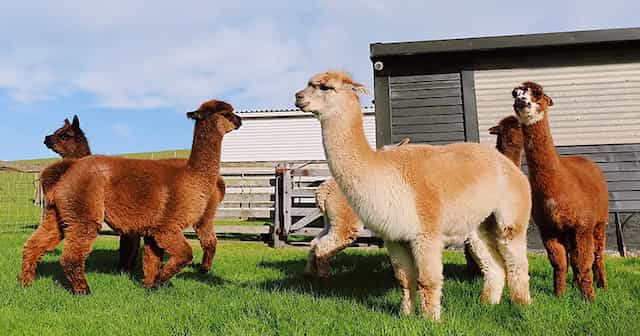 Il nuovo trend dell'alpaca yoga - inNaturale