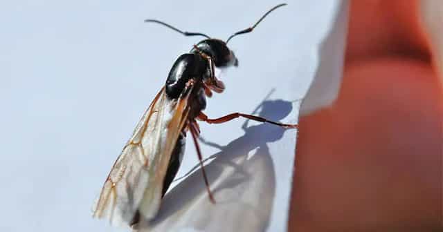 L'invasione delle formiche volanti che si vede dallo spazio - inNaturale