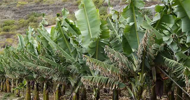 Abaca, il tessuto ecologico dall’Asia tutto da scoprire - inNaturale