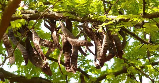 Che cos’è la carruba - inNaturale