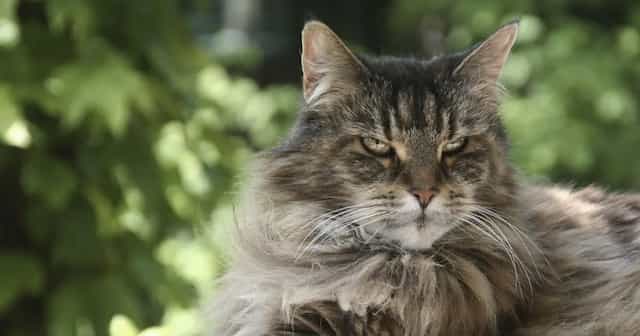 Gatto Maine Coon: il gigante gentile - inNaturale