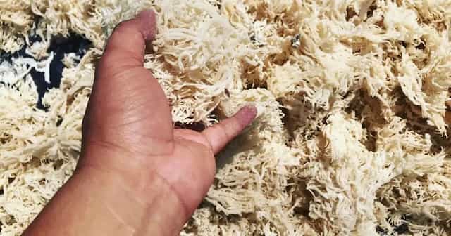 Crondo crispo, l’alga segreta di birra e gelato - inNaturale