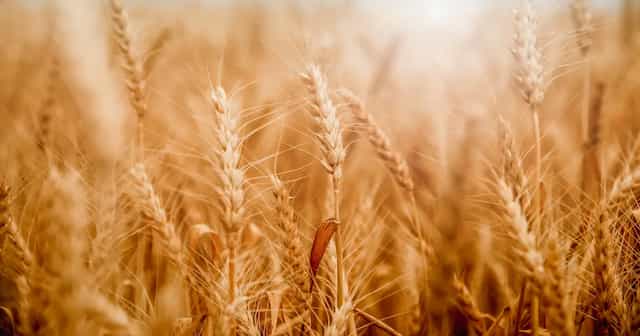 La differenza tra grano duro e grano tenero - inNaturale