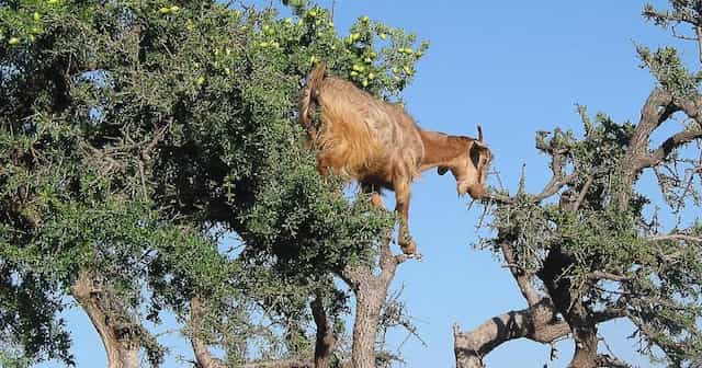 Perché le capre in Marocco si arrampicano sugli alberi? - inNaturale