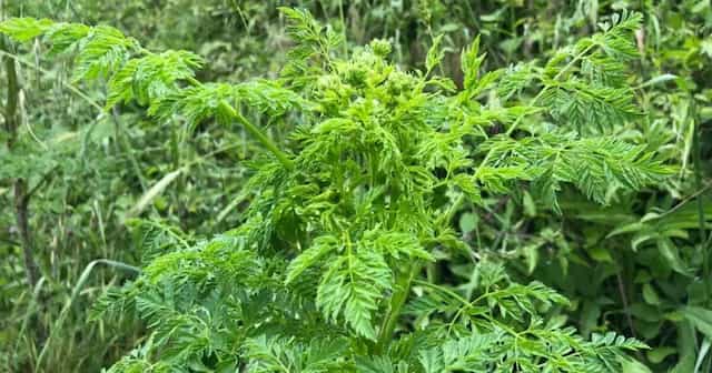Qual è l’erba spontanea più velenosa? - inNaturale