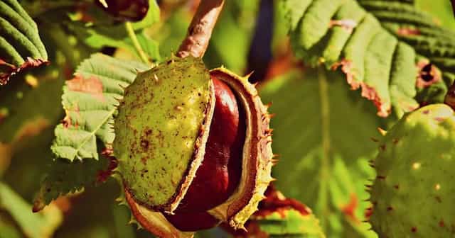 Castagne matte in tasca contro il raffreddore: funzionano o è una ...