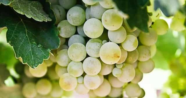 Quali sono le migliori uve da tavola? - inNaturale