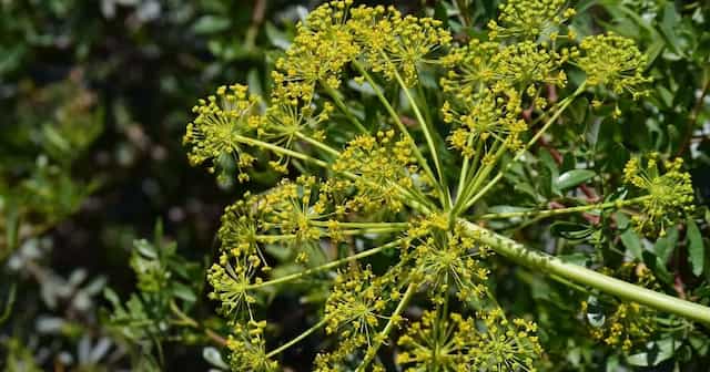 Dove trovare il finocchio selvatico, pianta delle quattro stagioni ...