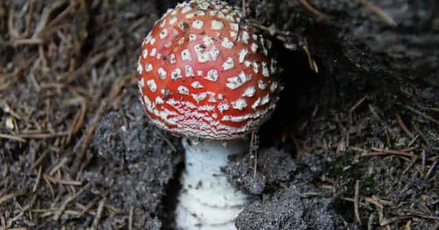 Funghi velenosi: alcuni consigli su come riconoscerli ed evitarli ...