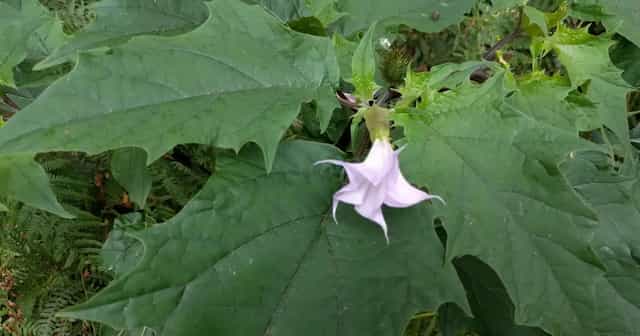 Stramonio: cos’è è perché è velenoso - inNaturale