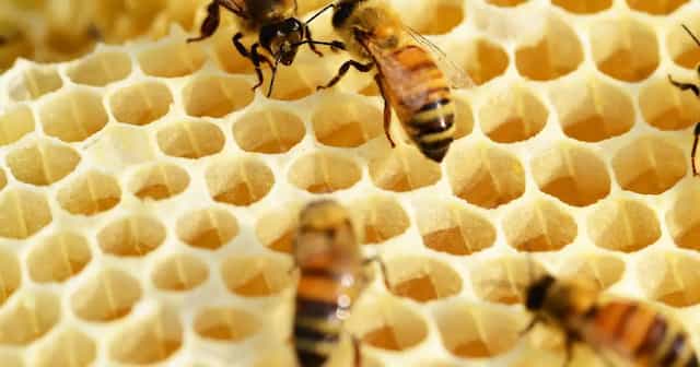 Api da miele: la durata della loro vita si è dimezzata negli ultimi 50 anni - inNaturale