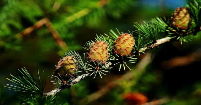 La differenza tra larice e abete - inNaturale