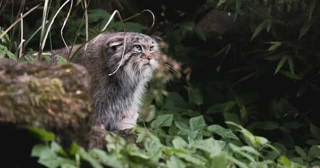 Sull’Everest vivono due Gatti di Pallas: una grande scoperta ...