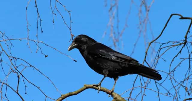 Che differenza c’è tra corvo e cornacchia? - inNaturale