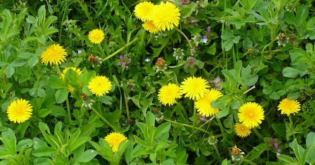 Qual è la differenza tra cicoria e cicorione - inNaturale