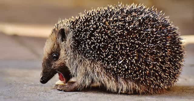 Quanto vive un riccio? Il record è di 16 anni - inNaturale