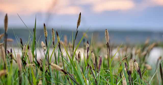 Caratteristiche della carice, la pianta usata da Ikea - inNaturale