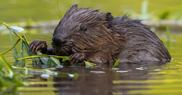 Il ritorno dei castori in Italia è una buona notizia? - inNaturale
