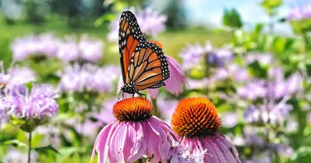 Come attirare gli insetti utili in giardino - inNaturale