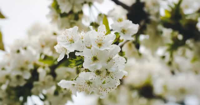Il ciliegio secolare più grande d’Italia è a Besana Brianza - inNaturale