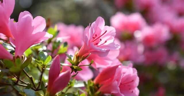 Cosa fiorisce ad aprile? - inNaturale