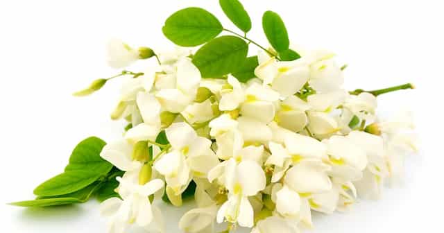 Fiori di acacia: gli usi in cucina - inNaturale