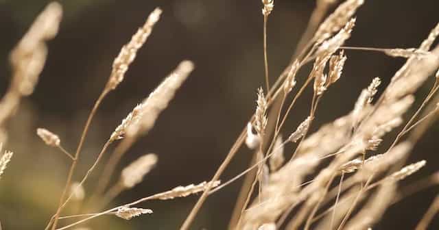 Graminacee: cosa sono e perché causano allergie - inNaturale